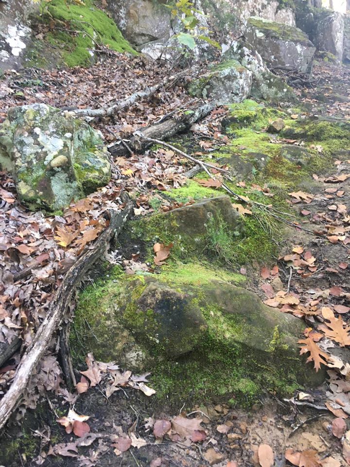 Keystone Ancient Forest: Hike Among Ancient Trees - The Simple ...